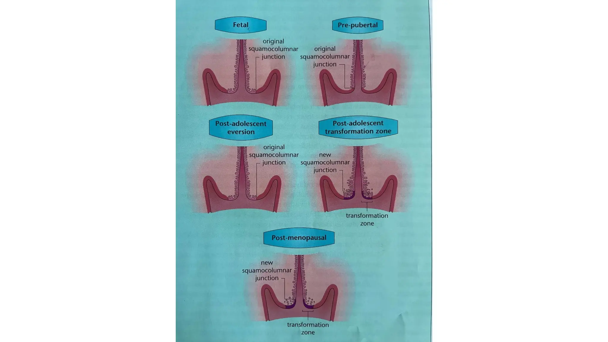 Cervical-anatomy biomechanics and bathomechanics | PDF
