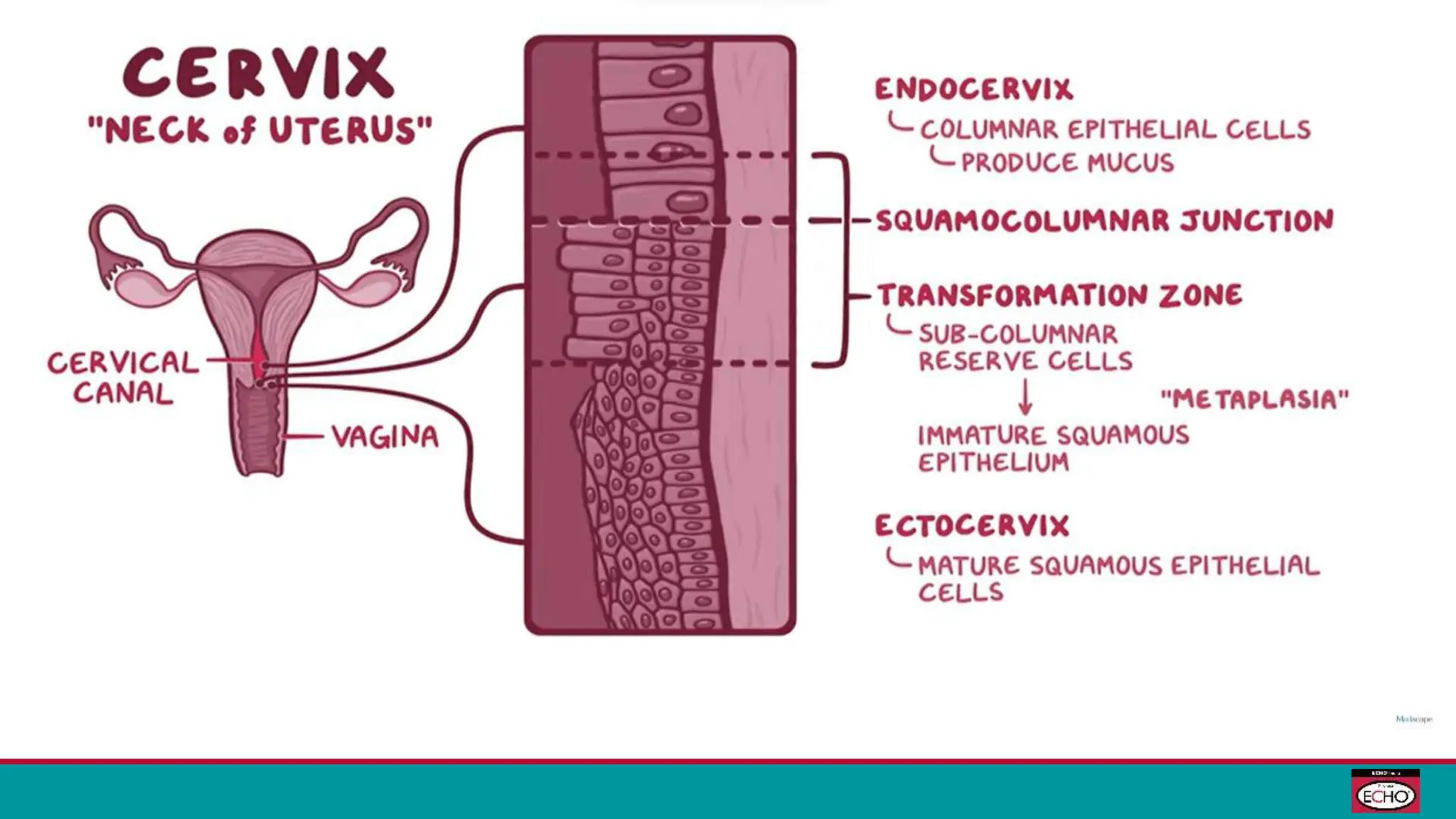 CERVICAL-CANCER-introduction, screening and prevention | PPTX