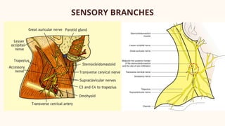 Cervical-Plexus-Group1 Presentation.pptx