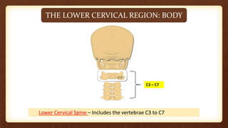 CERVICAL BIOMECHANICS.pptx
