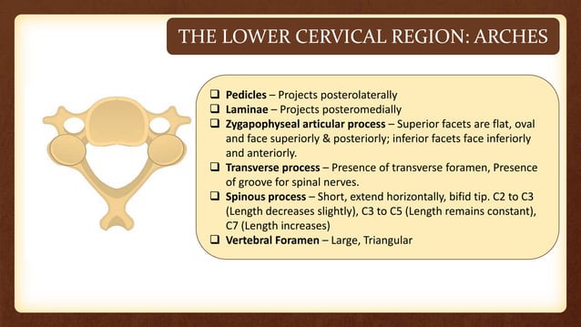 CERVICAL BIOMECHANICS.pptx