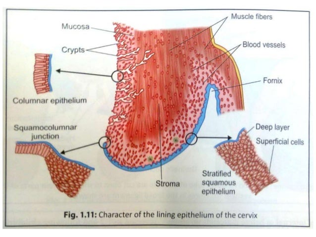 Cervical Biopsy - Obstetrics & Gynaecology