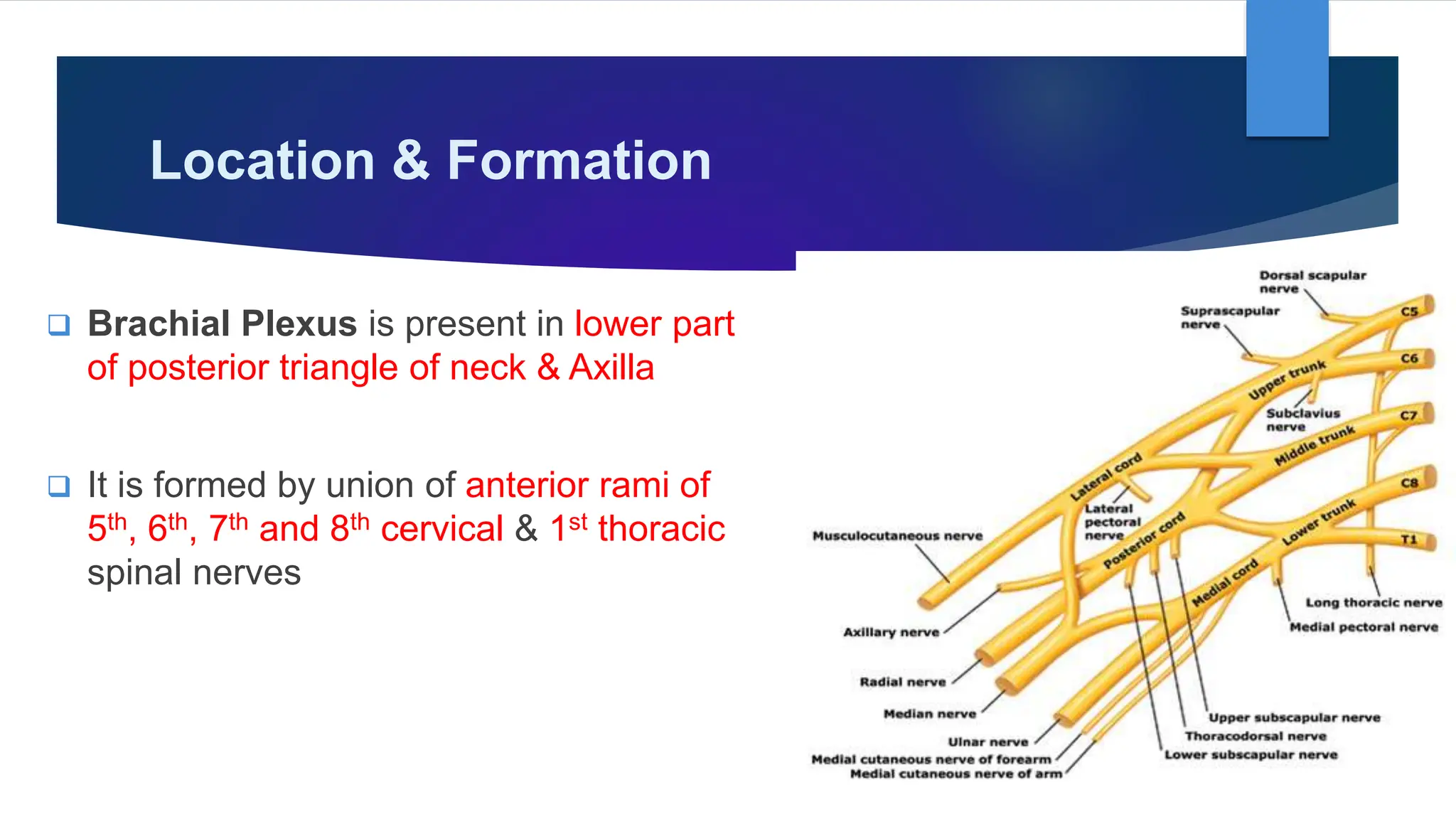 Cervical & Brachial Plexus By Dr. RIG.pptx