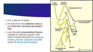 Cervical & Brachial Plexus By Dr. RIG.pptx