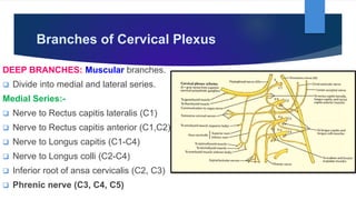 Cervical & Brachial Plexus By Dr. RIG.pptx
