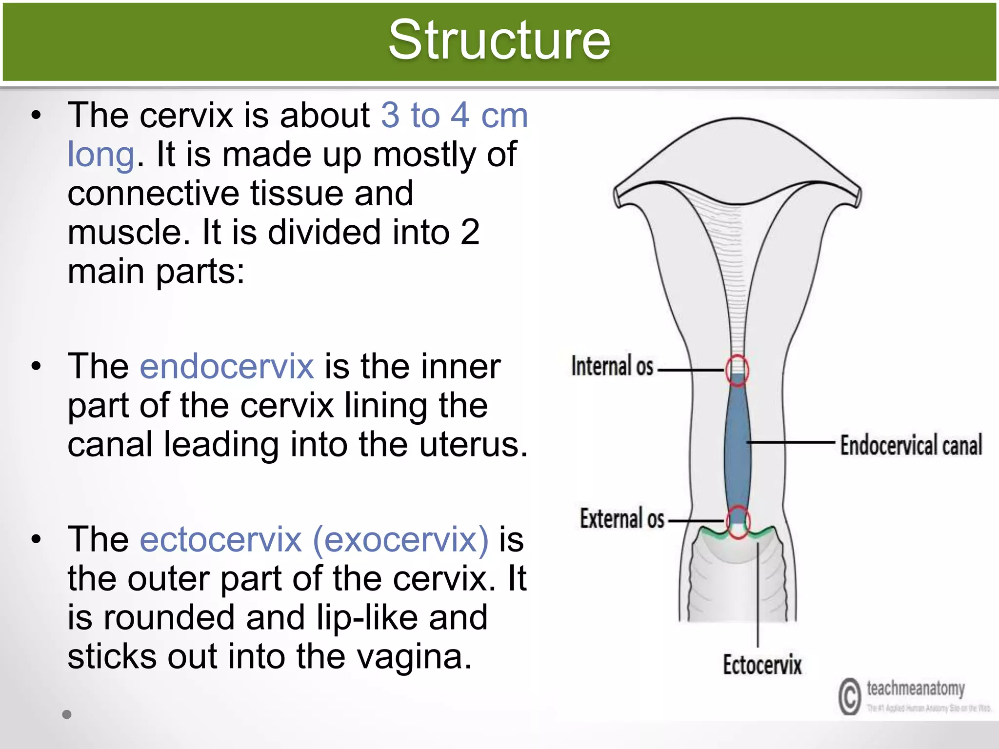 Cervical cancer | PPTX