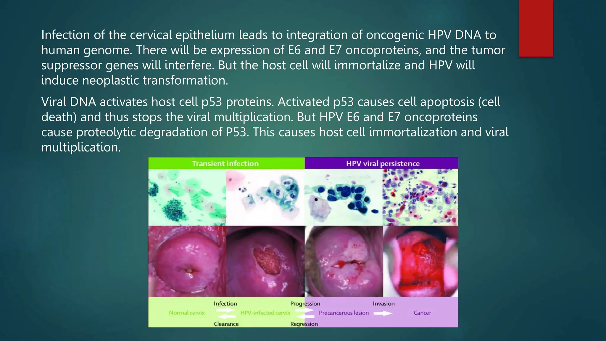 Cervical Cancer ppt (1).pptx