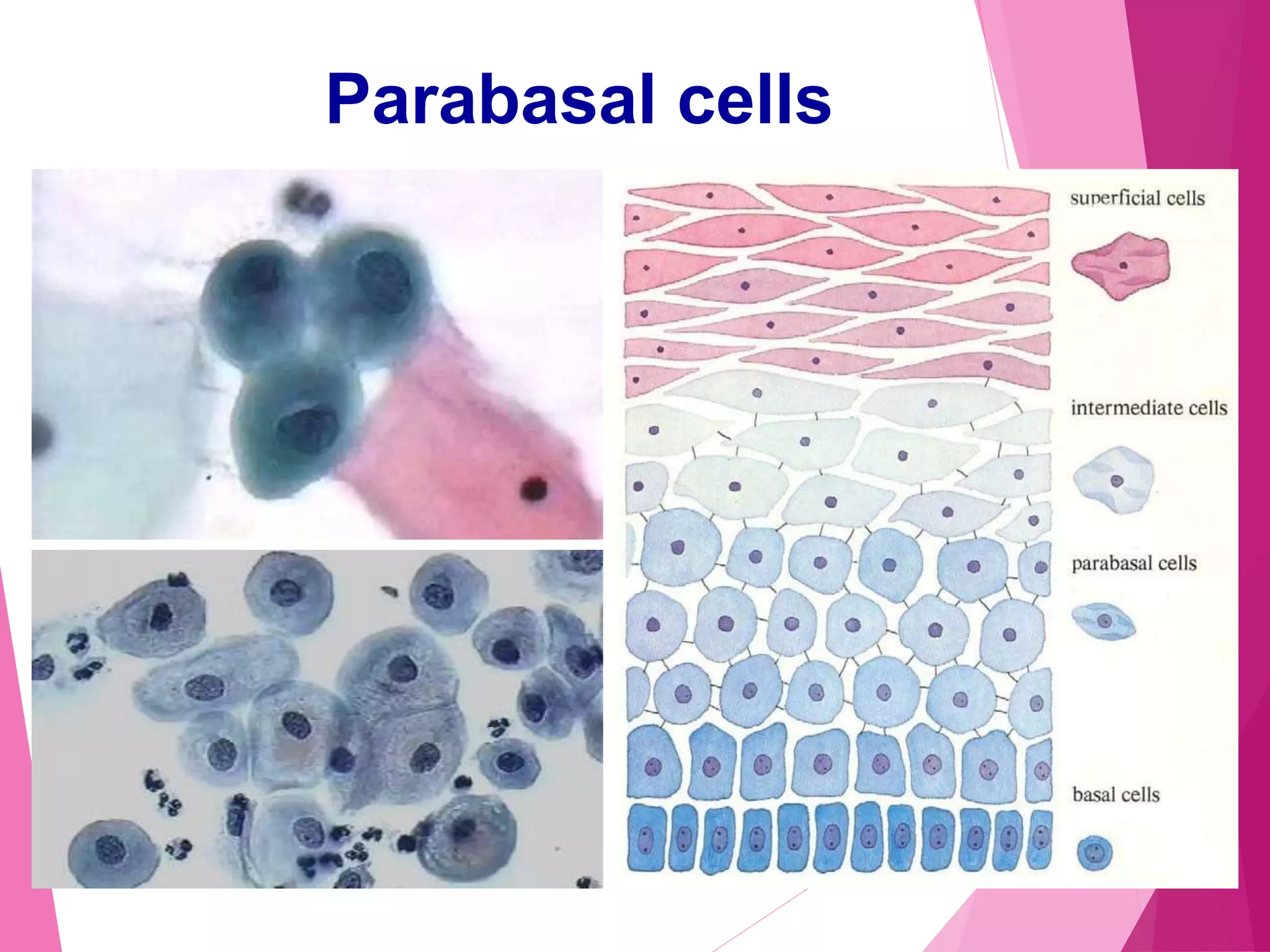 Cervical cytology | PPTX