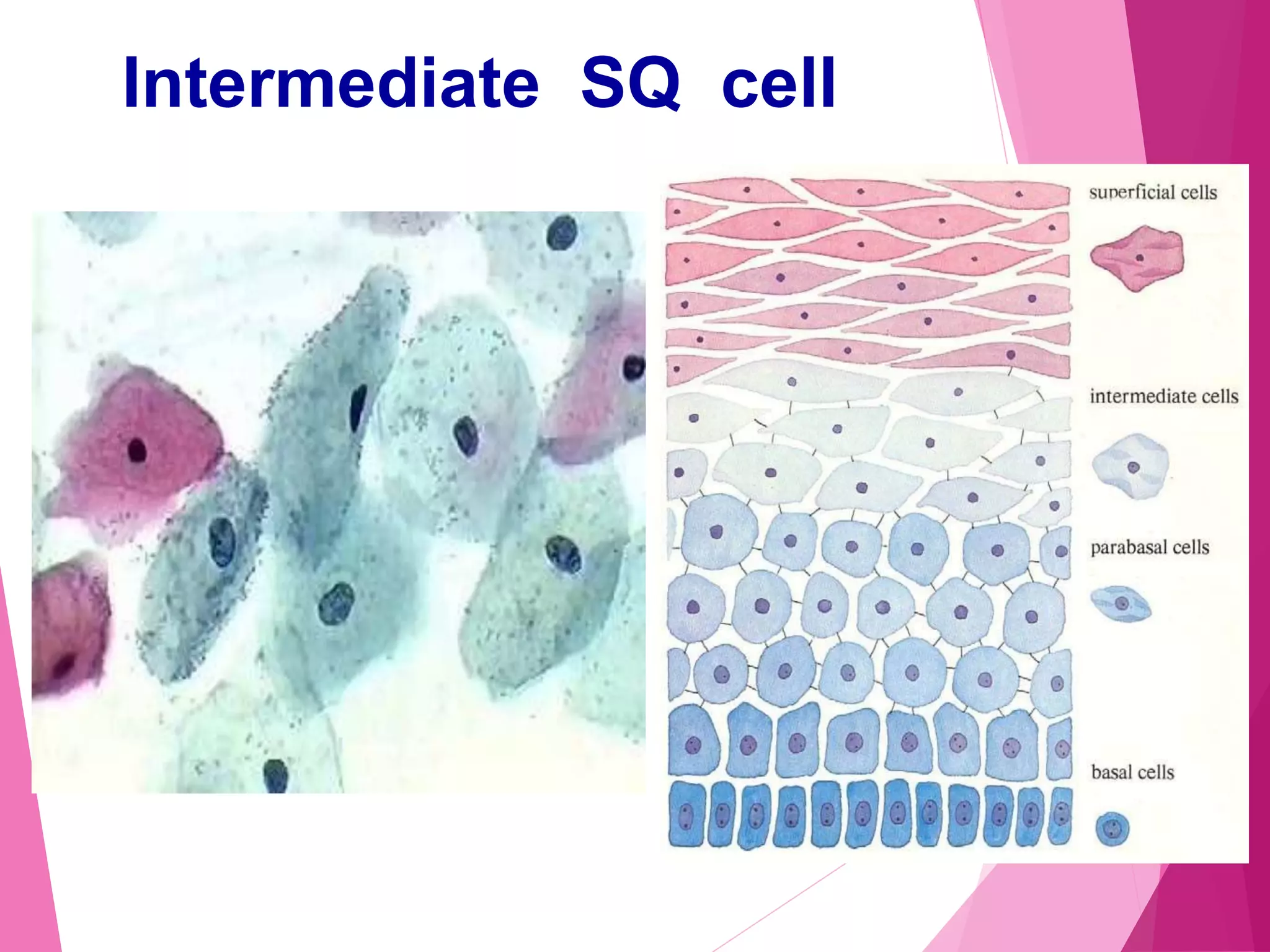 Cervical cytology | PPTX