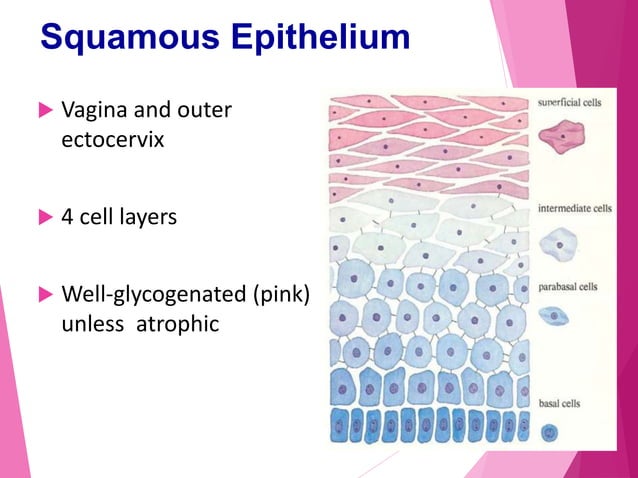 Cervical cytology | PPTX | Biological Sciences | Science