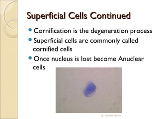 Superficial Cells