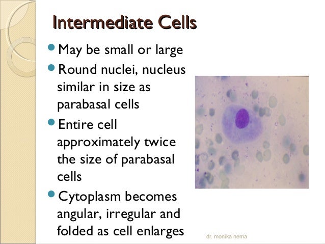 Intermediate Cells