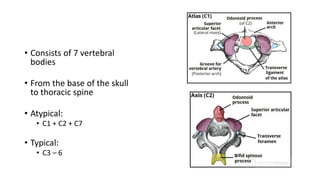 Overview of Cervical Disc Herniation.pptx