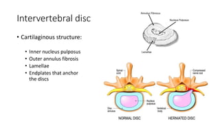 Overview of Cervical Disc Herniation.pptx