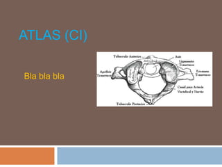 Cervicales | PPTX