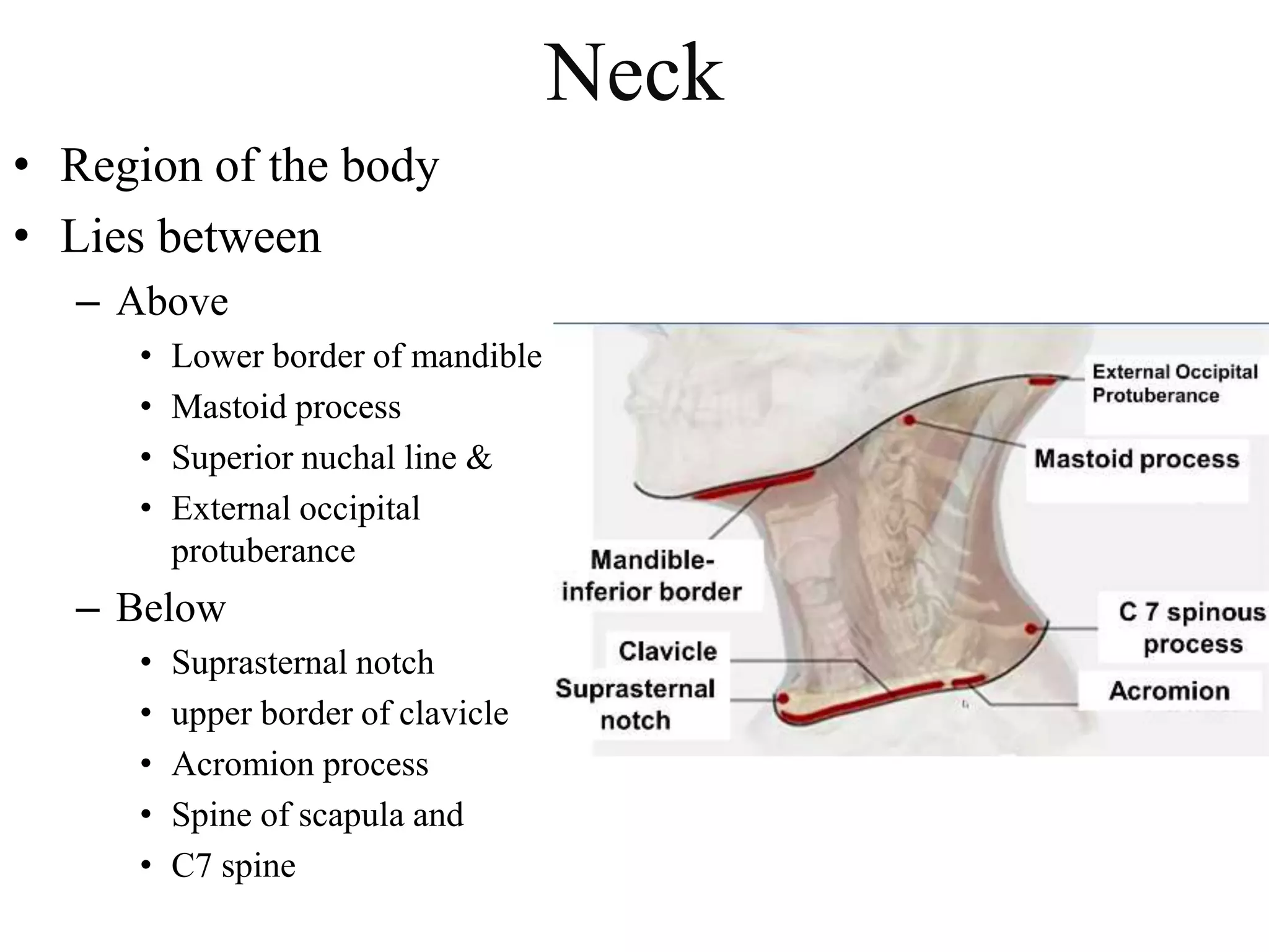 Cervical fascia | PDF