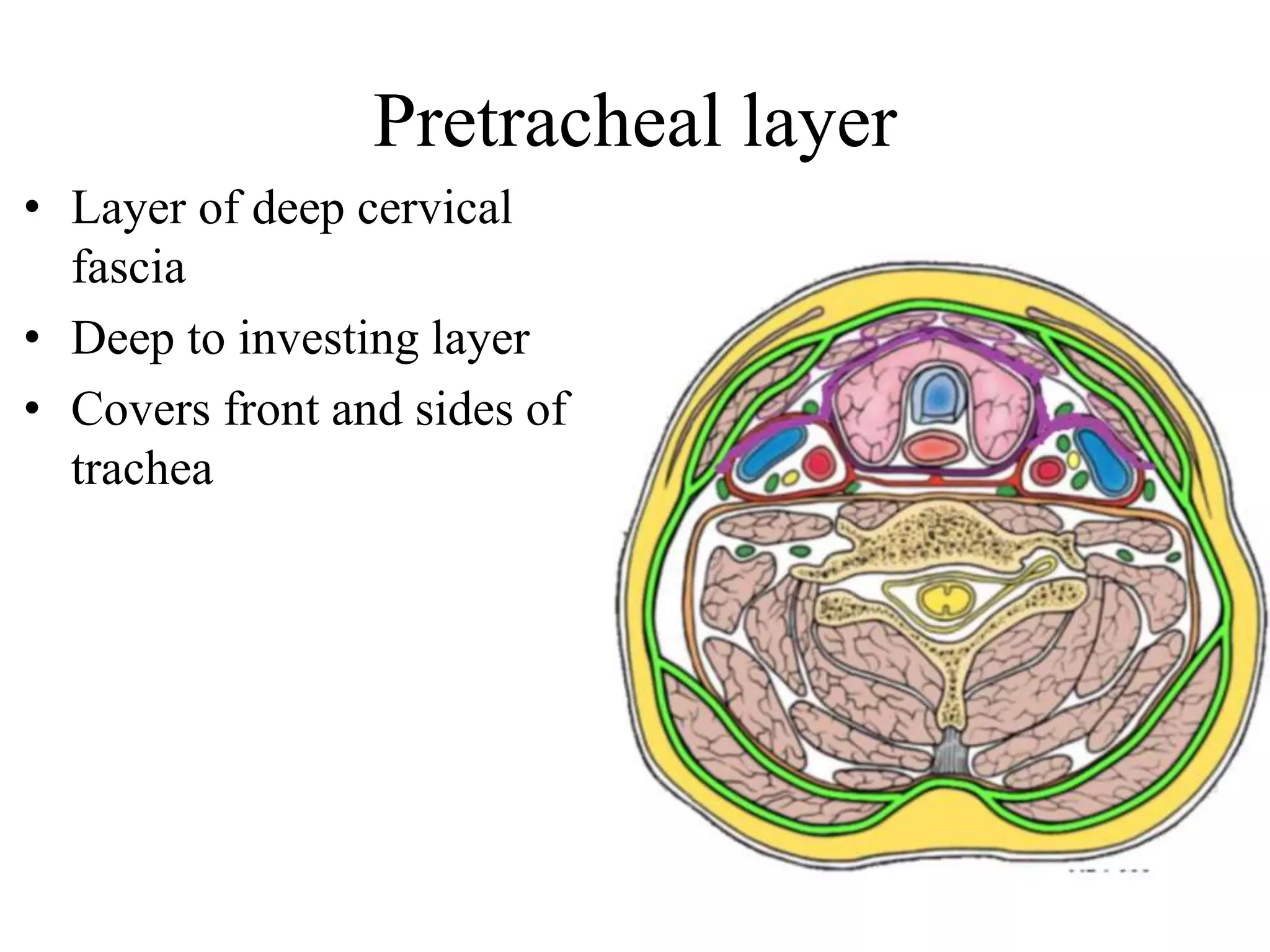 Cervical fascia | PDF