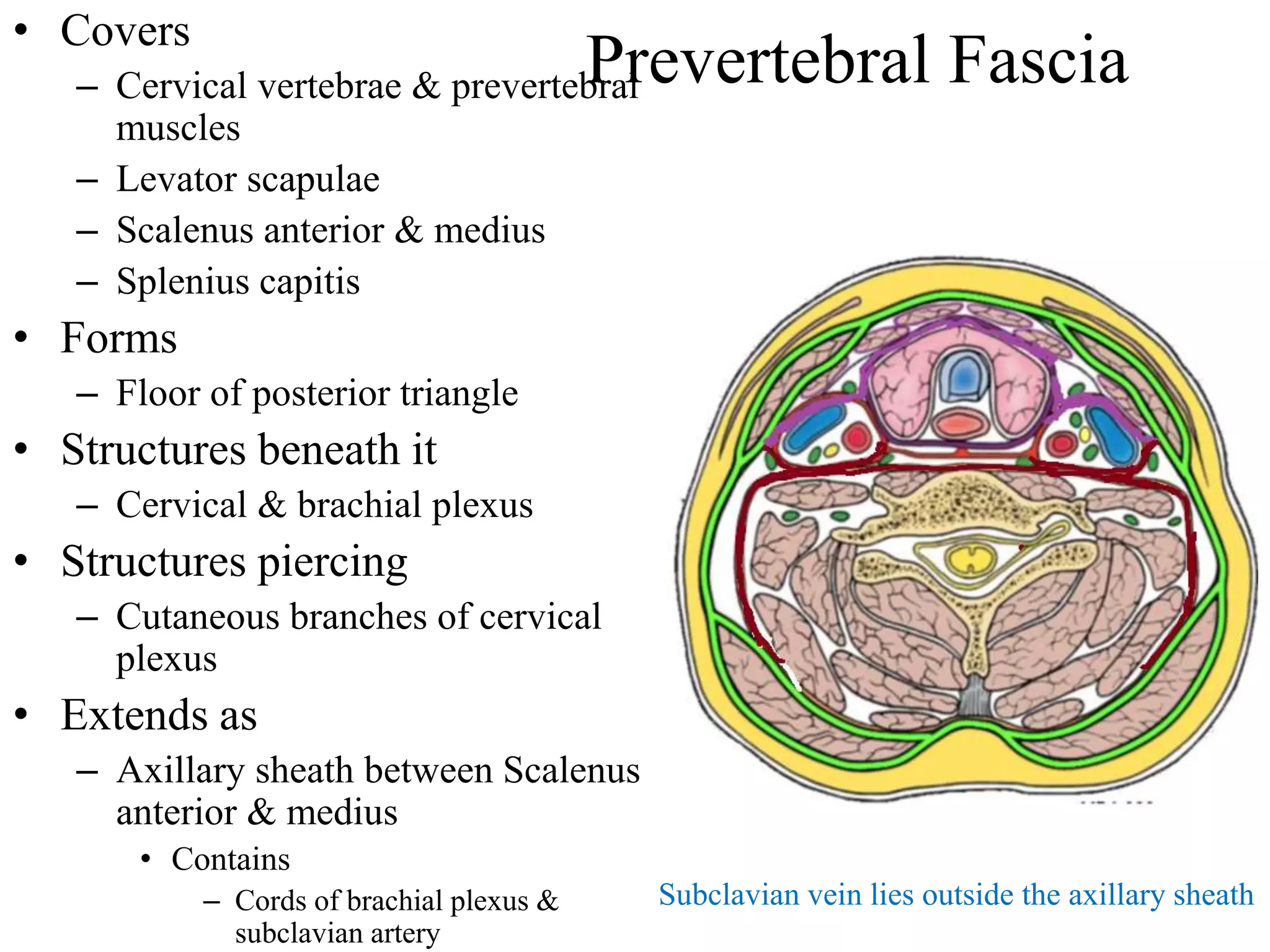 Cervical fascia | PDF
