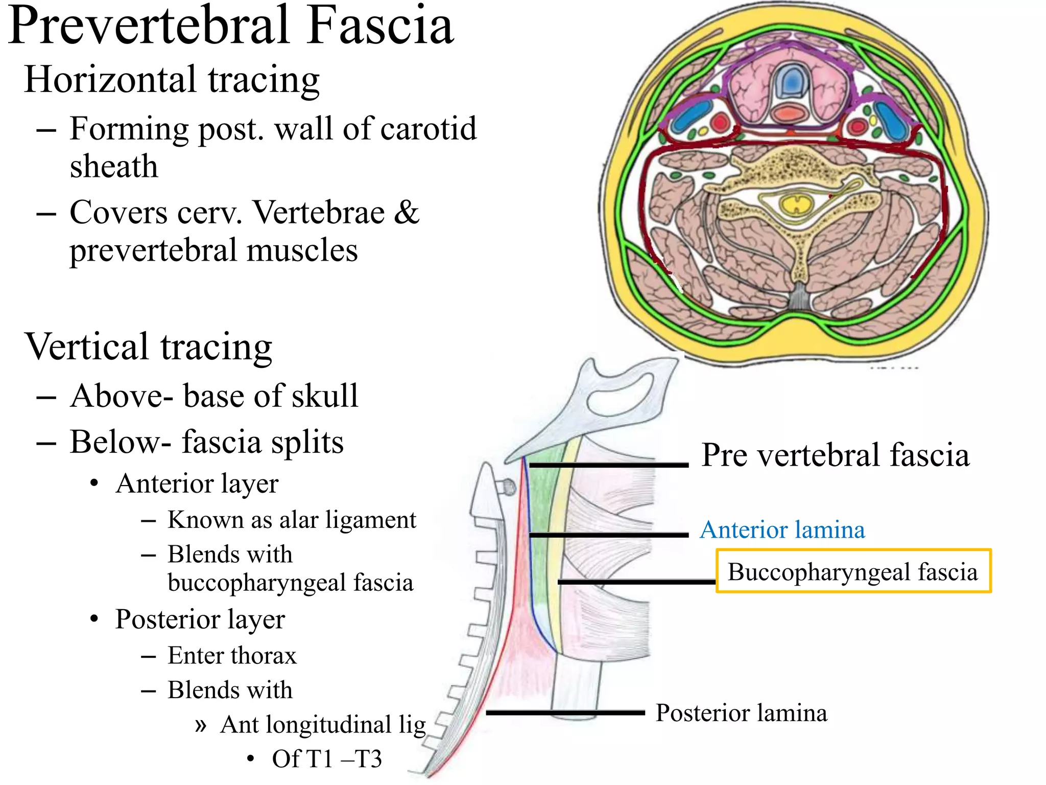 Cervical fascia | PDF