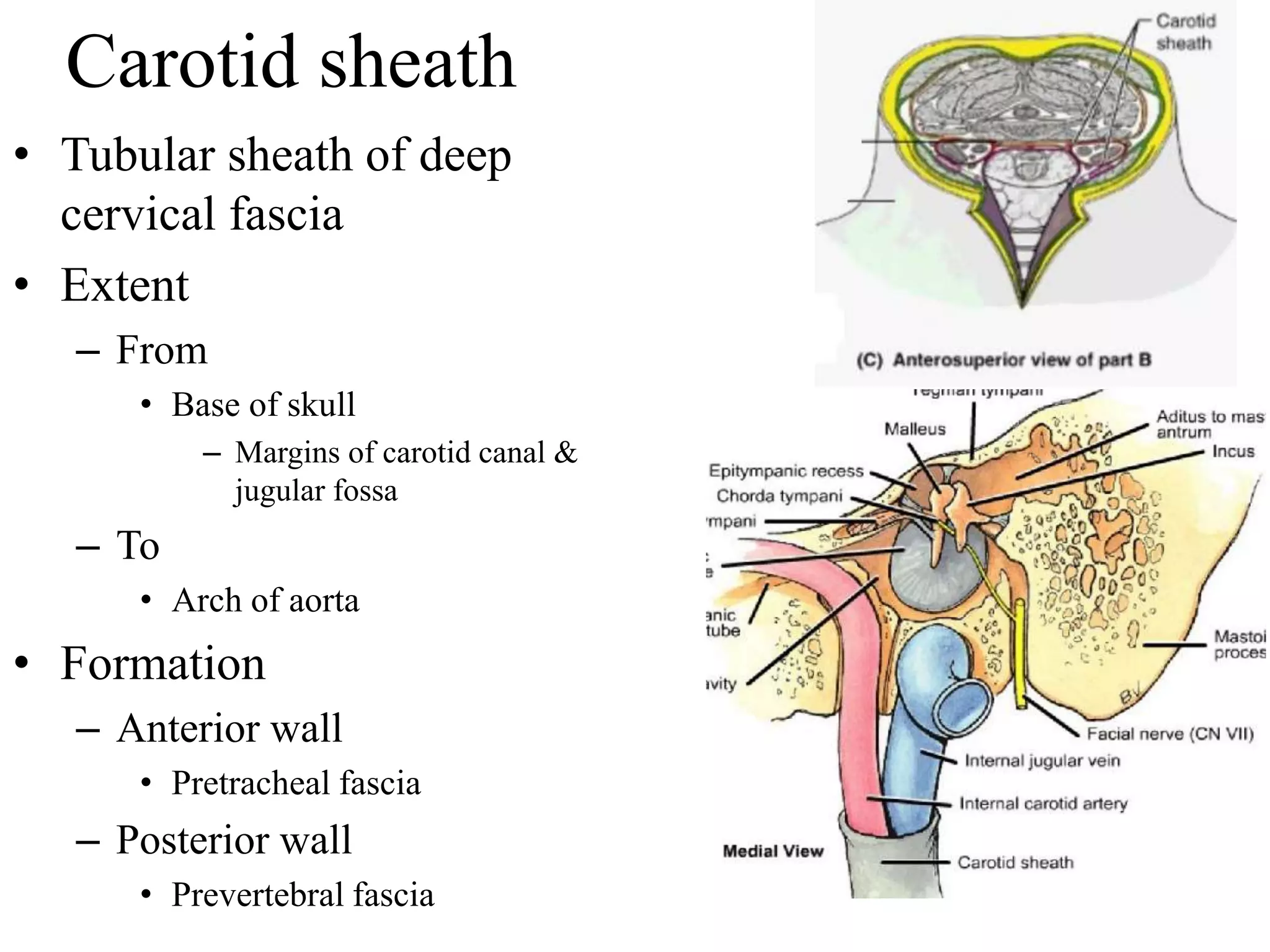 Cervical fascia | PDF