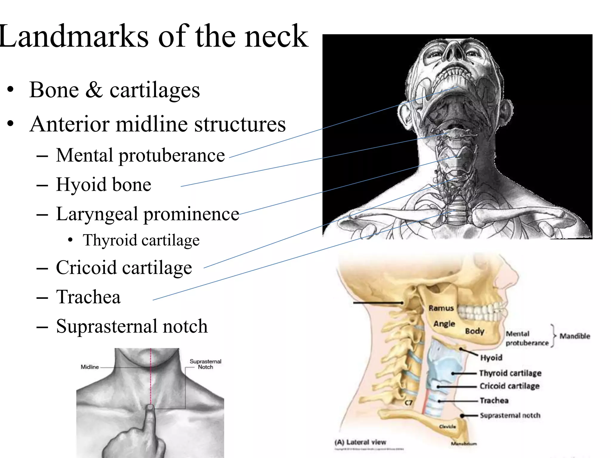 Cervical fascia | PDF