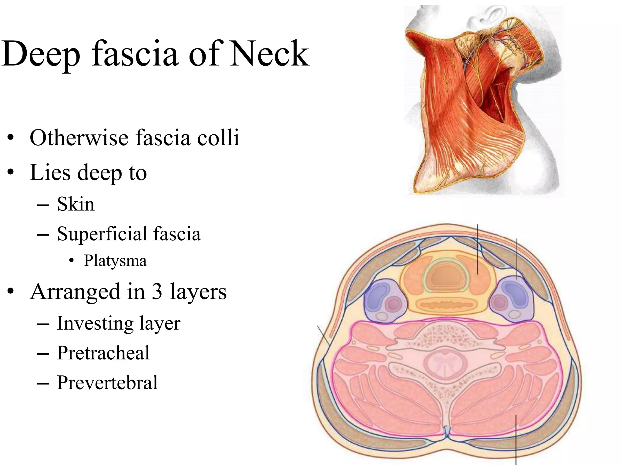 Cervical fascia | PDF