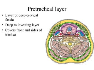 Cervical fascia | PDF