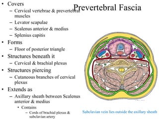 Cervical fascia | PDF