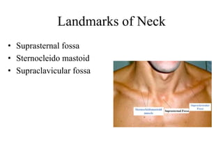 Cervical fascia | PDF