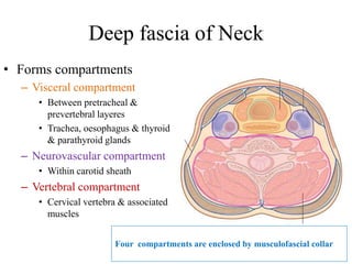 Cervical fascia | PDF