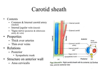 Carotid Sheath Mnemonic