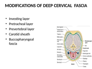 cervical fascia anatomy head & neck.pptx