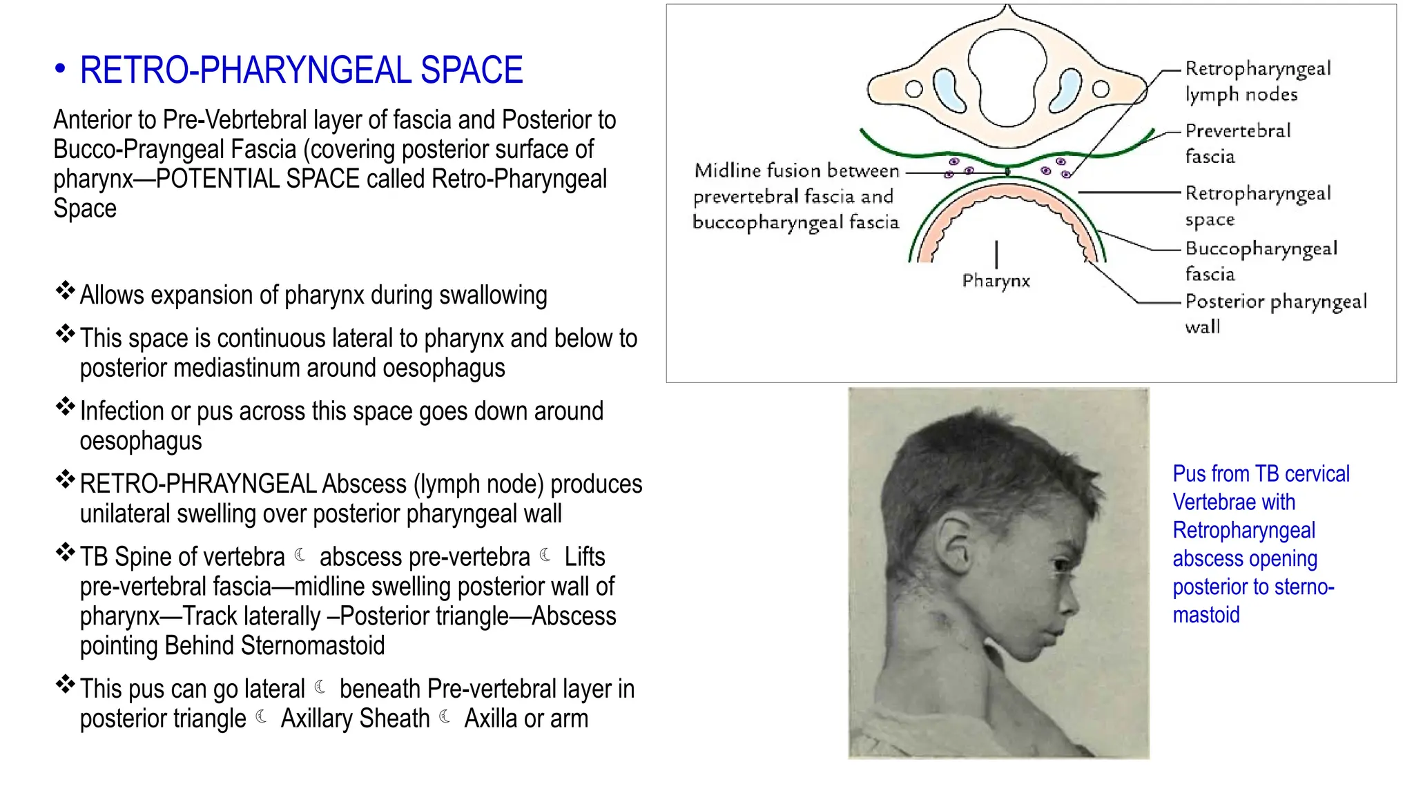 CERVICAL FASCIA + head and neck anatomy (1).pptx