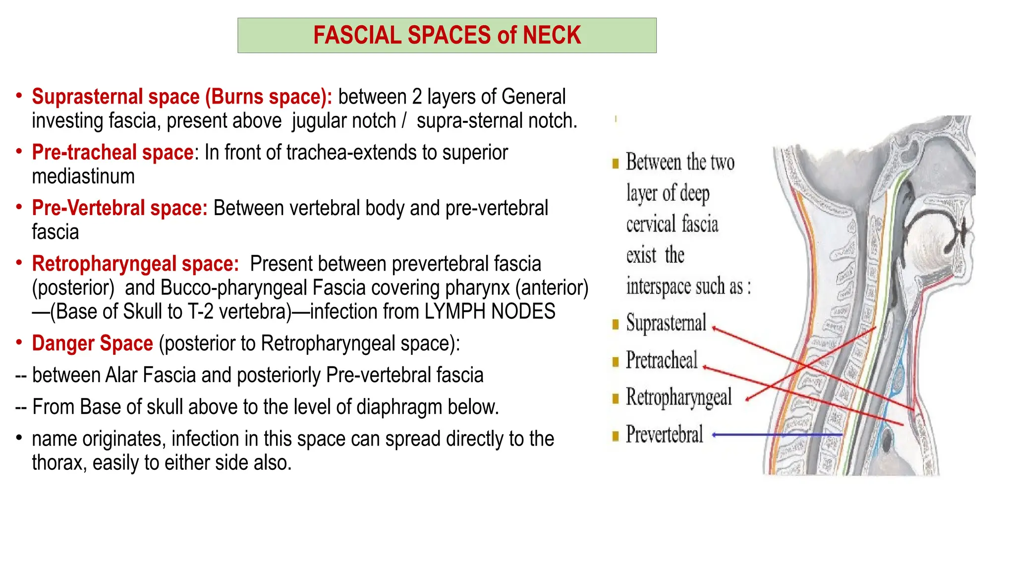 CERVICAL FASCIA + head and neck anatomy (1).pptx