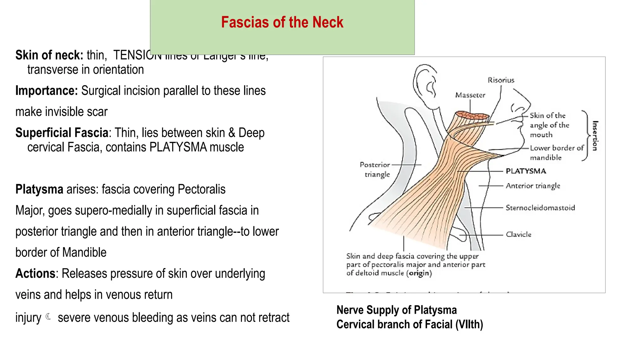 CERVICAL FASCIA + head and neck anatomy (1).pptx