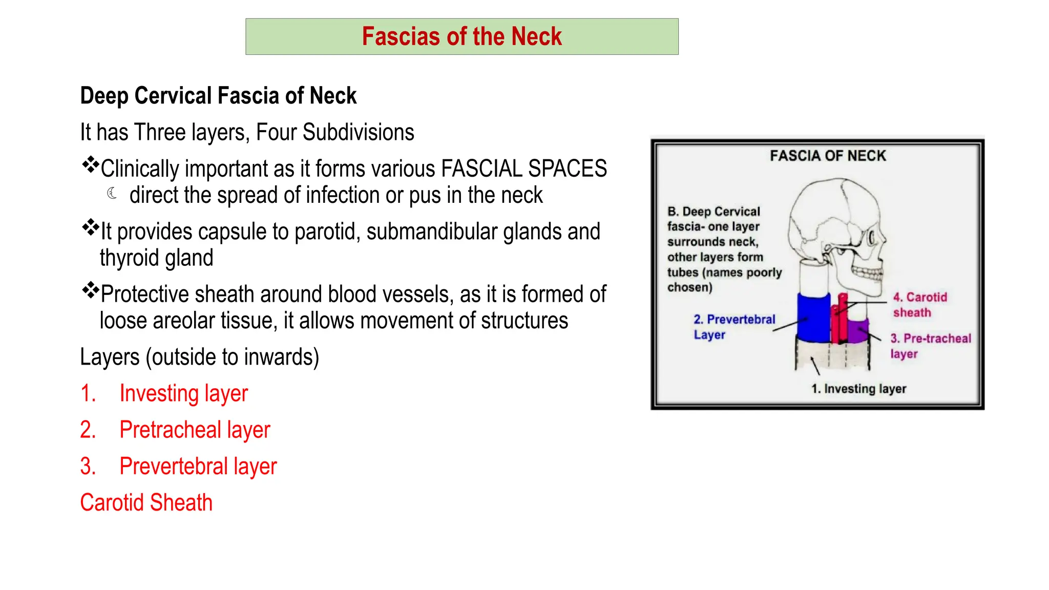 CERVICAL FASCIA + head and neck anatomy (1).pptx