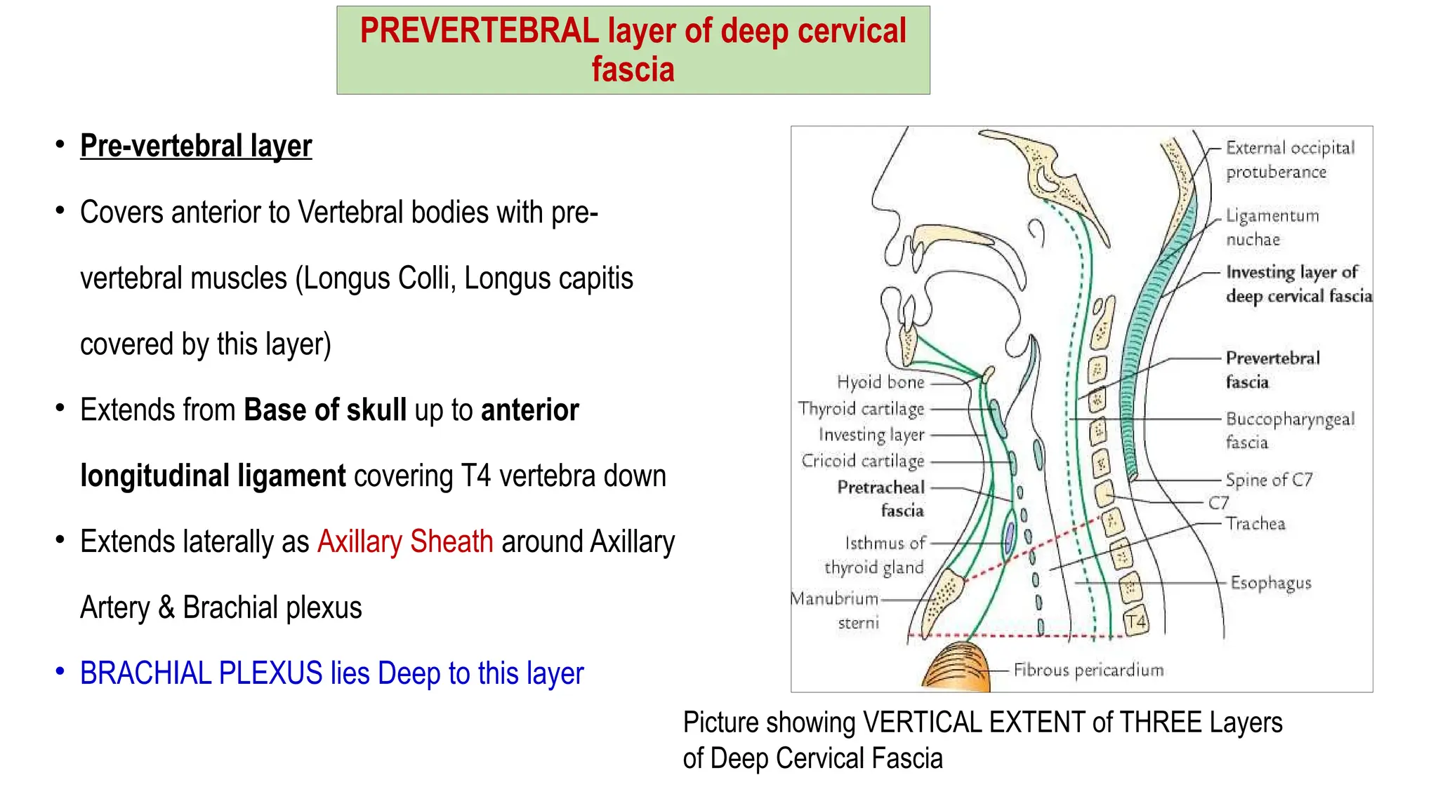CERVICAL FASCIA + head and neck anatomy (1).pptx