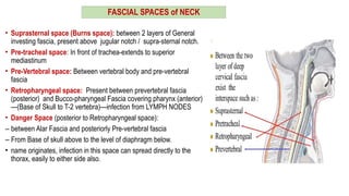 CERVICAL FASCIA + head and neck anatomy (1).pptx
