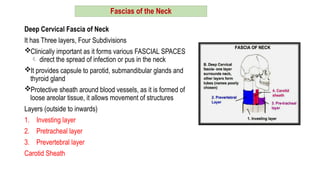 CERVICAL FASCIA + head and neck anatomy (1).pptx
