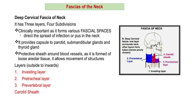 CERVICAL FASCIA + head and neck anatomy (1).pptx