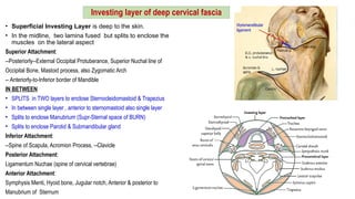 CERVICAL FASCIA + head and neck anatomy (1).pptx