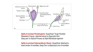 CERVICAL FASCIA + head and neck anatomy (1).pptx