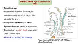 CERVICAL FASCIA + head and neck anatomy (1).pptx