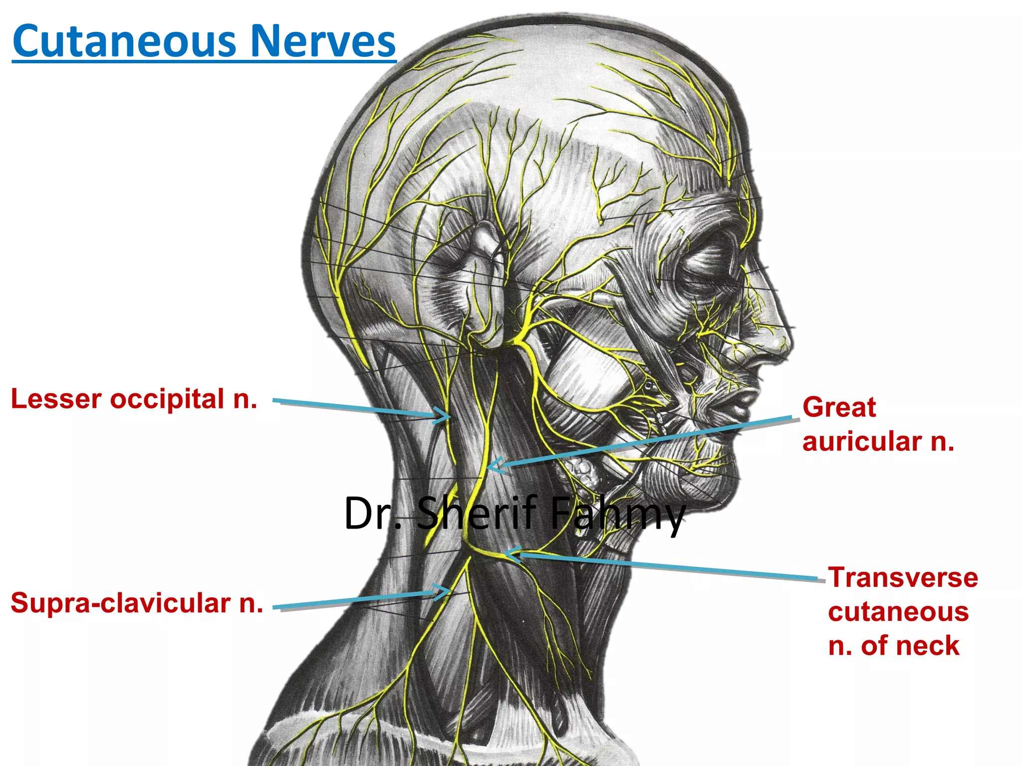 Cervical Fascia & Posterior Triangle (Anatomy of the Neck) | PPS