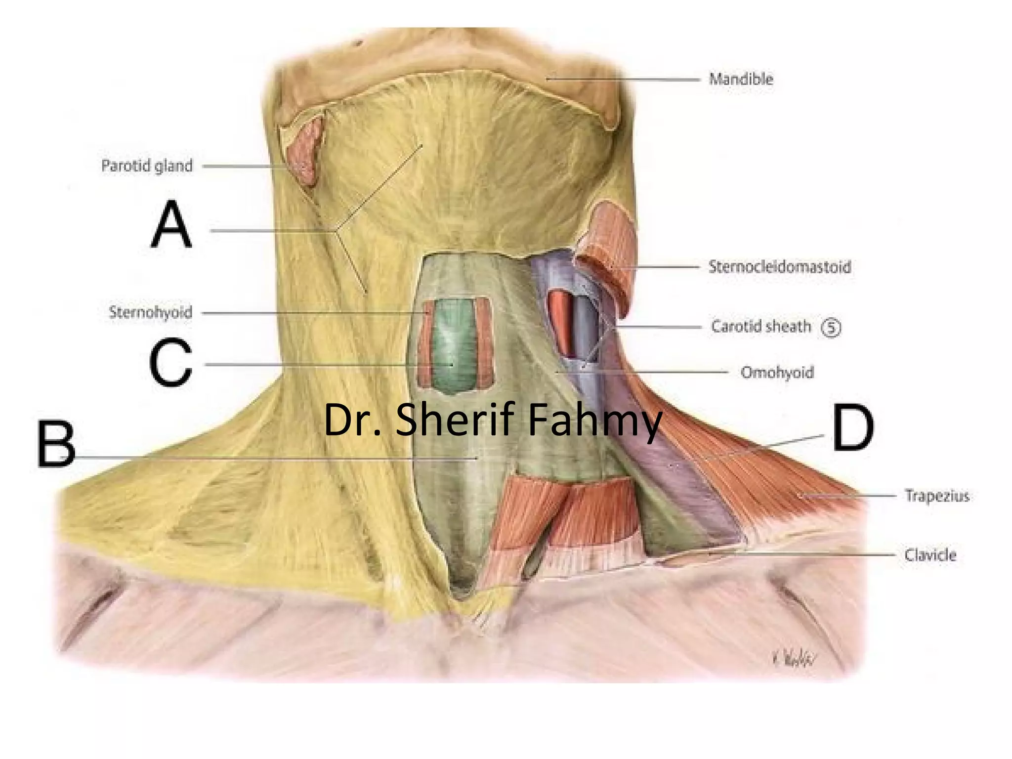 Cervical Fascia & Posterior Triangle (Anatomy of the Neck) | PPS