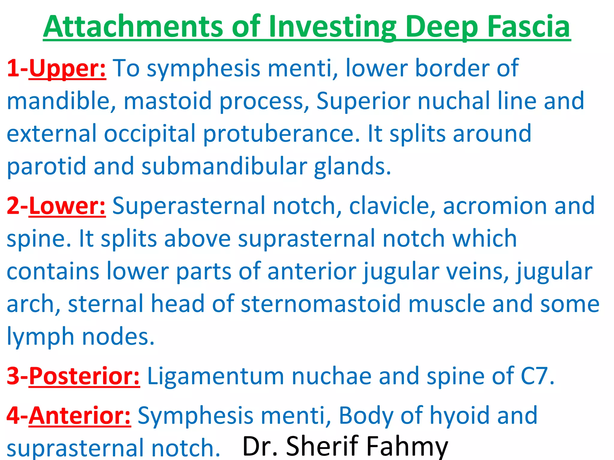 Cervical Fascia & Posterior Triangle (Anatomy of the Neck) | PPS
