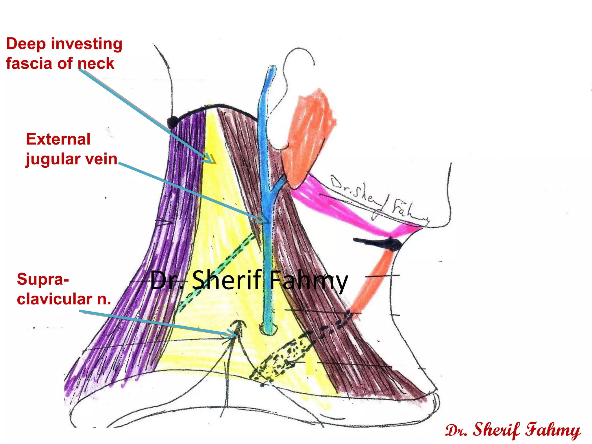 Cervical Fascia & Posterior Triangle (Anatomy of the Neck) | PPS