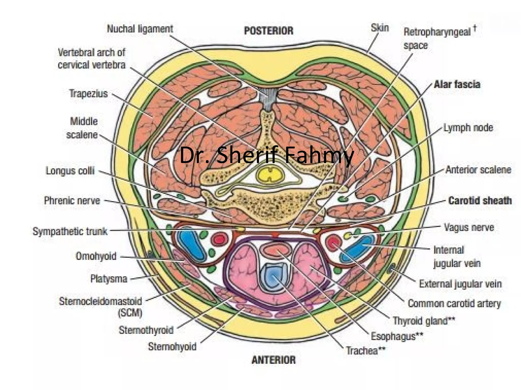 Cervical Fascia & Posterior Triangle (Anatomy of the Neck) | PPS