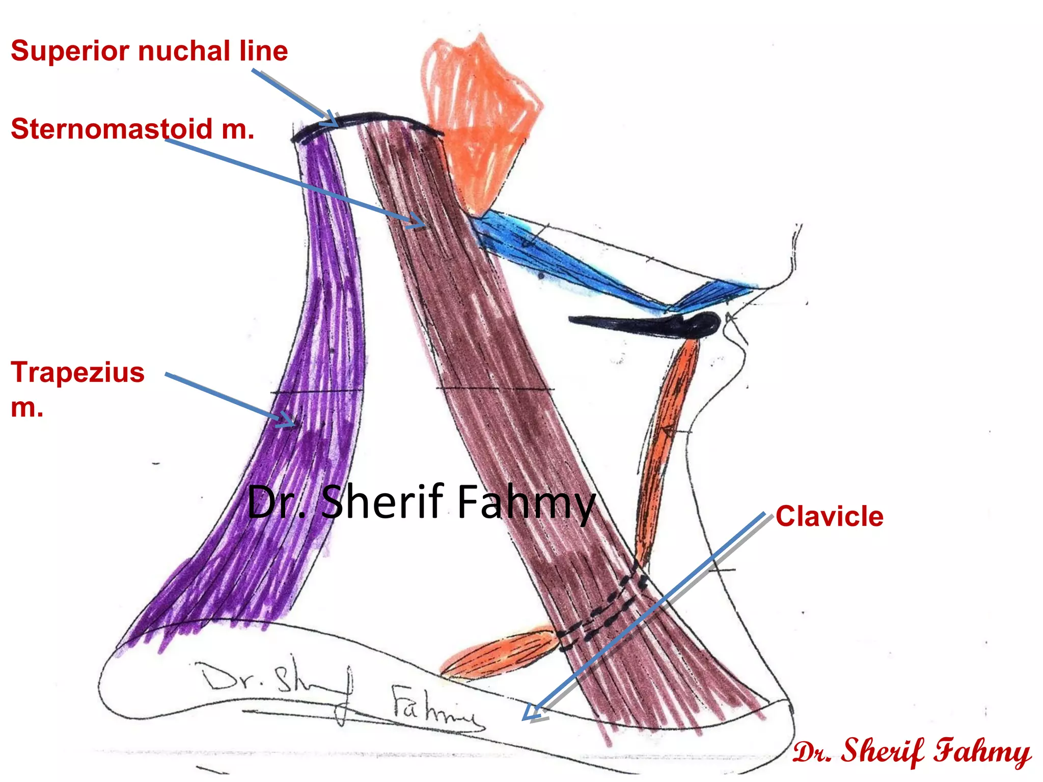 Cervical Fascia & Posterior Triangle (Anatomy of the Neck) | PPT