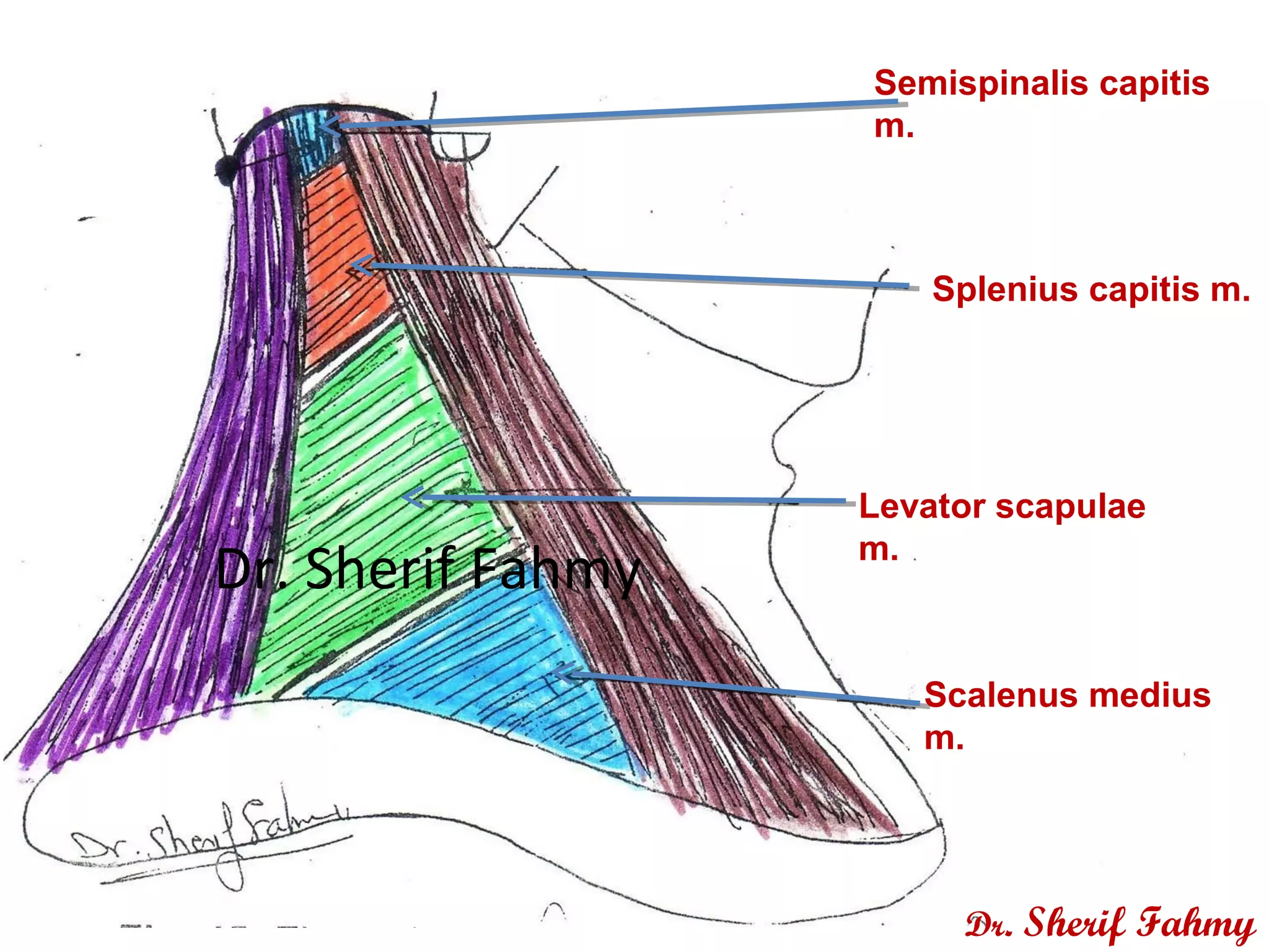 Cervical Fascia & Posterior Triangle (Anatomy of the Neck) | PPS